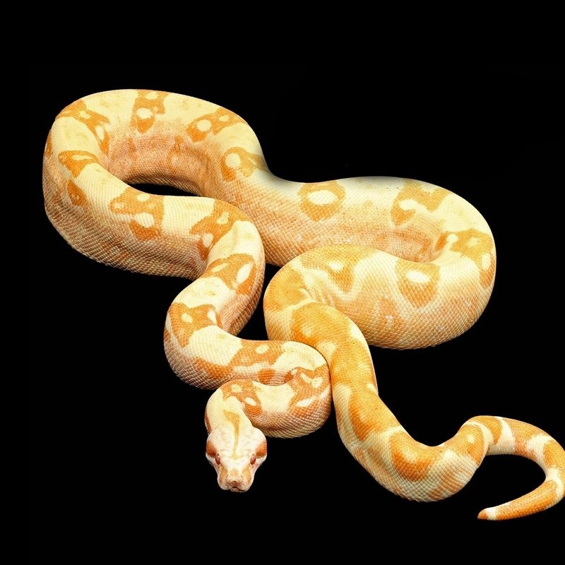 Venda de Jiboias: Guia Completo com Características, Cuidados e ...