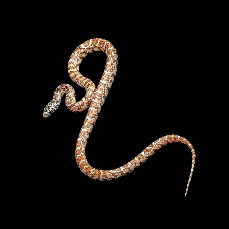 Criadouro de Répteis | Venda de Filhotes de Cobra King Snake Legalizados