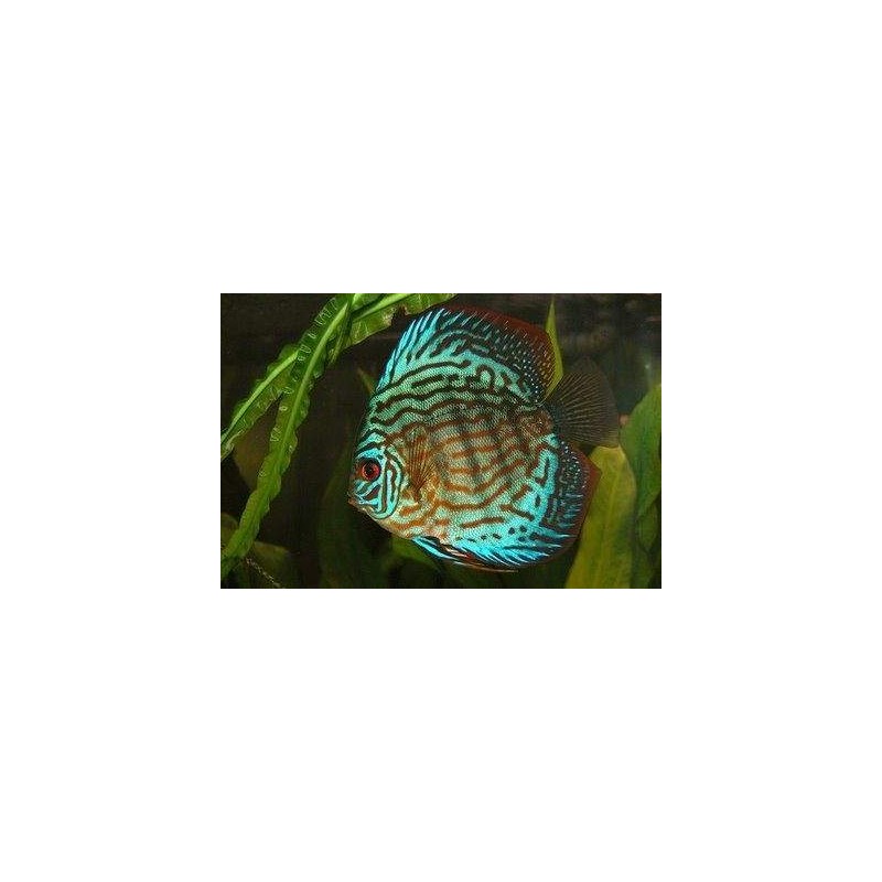 Acará Disco Blue Turquesa 12-14 cm - Beleza e Elegância para Seu Aquário