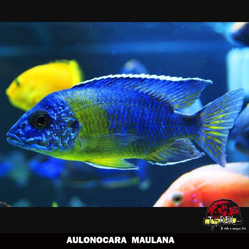 Peixe Ciclídeo Africano Aulonocara Maulana - Beleza e Exclusividade ...