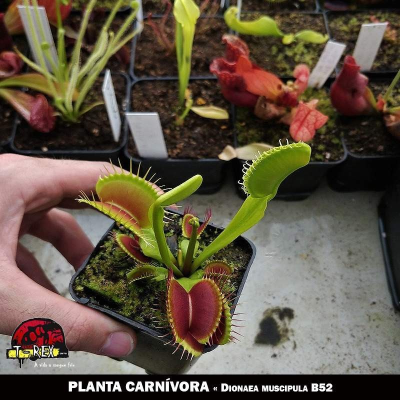 Adquira agora a Muda da Planta Carnívora Dionaea Muscipula B52