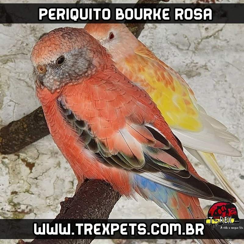 Periquito Bourke Rosa - Beleza e Serenidade em Uma Só Ave | Adquira o Seu!
