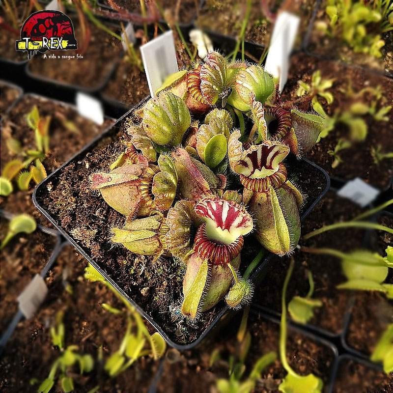 Planta Carnívora - Cephalotus follicularis: Como Cuidar e Cultivar