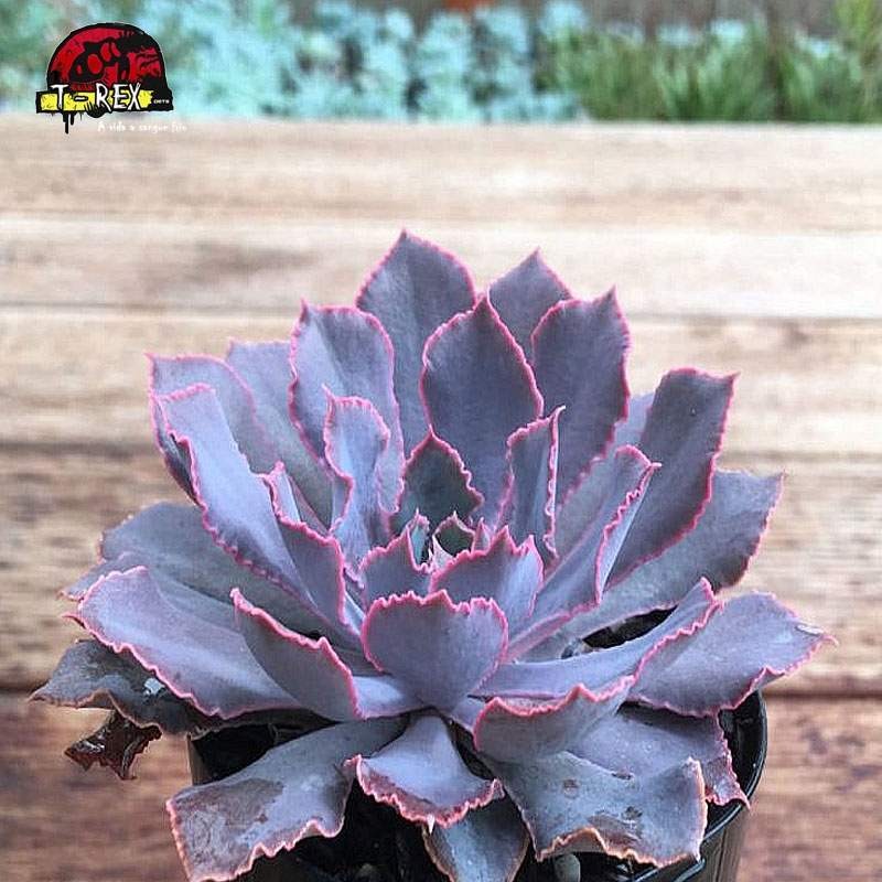 Compre a Echeveria Shaviana Pink Frills - Suculenta Rara e Exótica