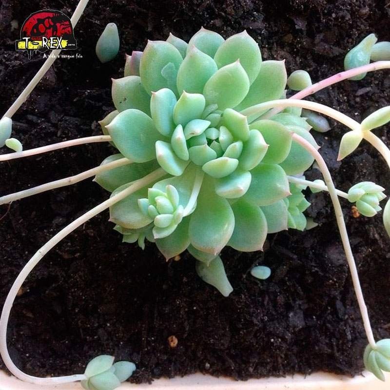 Compre a Graptopetalum Macdougallii - Planta Suculenta Rara e Exótica