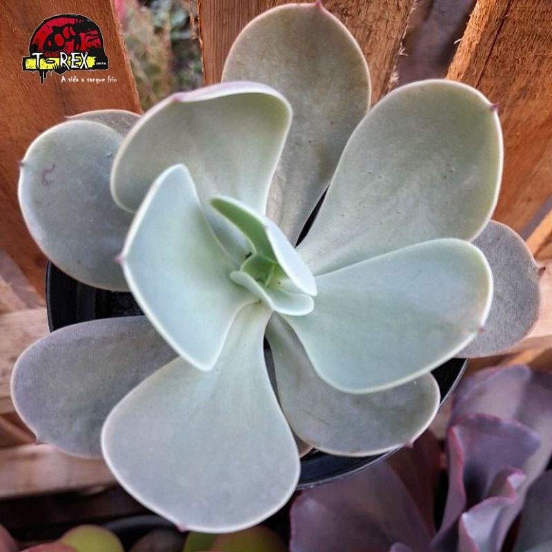 Echeveria Gibbiflora Peruvian Rose - Uma suculenta encantadora de tons ...