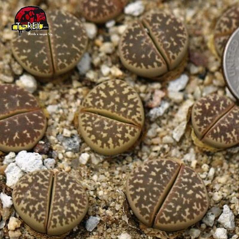 Compre agora uma muda de Lithops Cacto Pedra Naureeniae - Envio rápido!