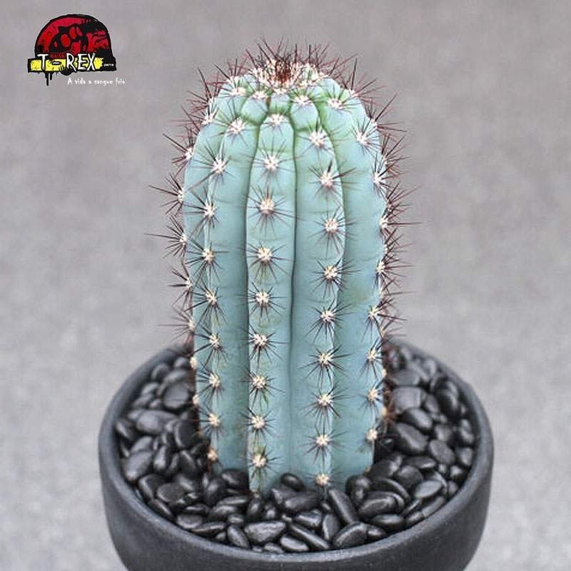 Muda De Planta Cacto Cipocereus