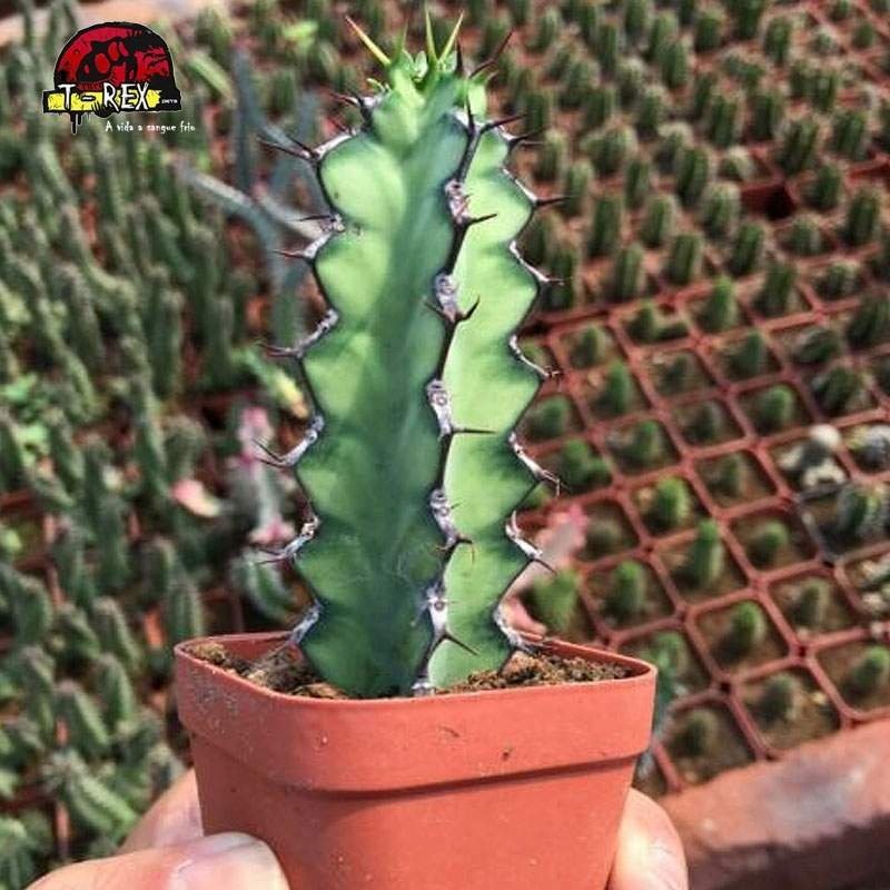 Muda De Planta Cacto Resinifera