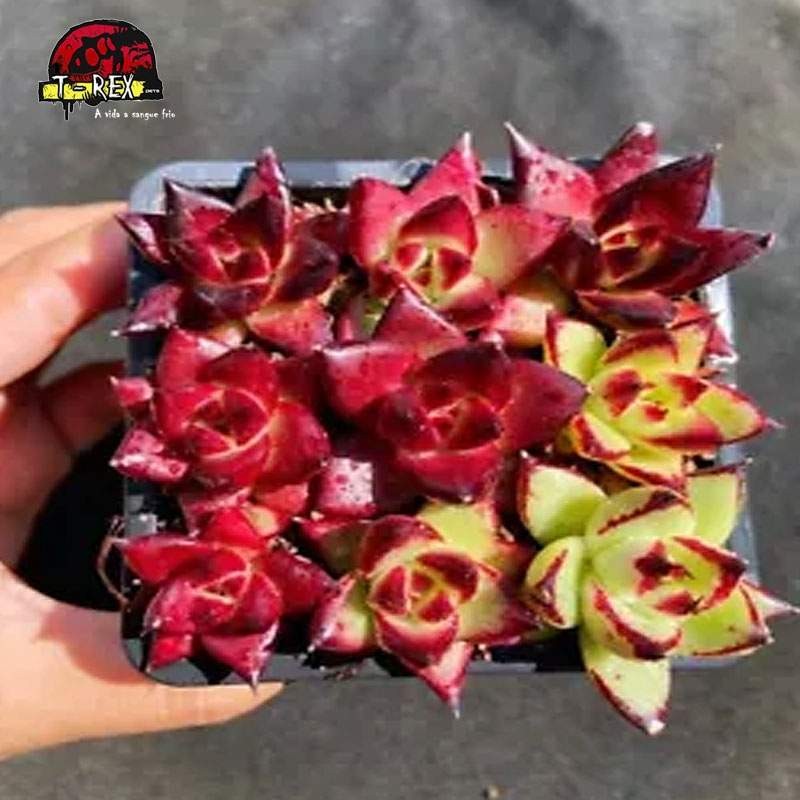 Muda de Planta Suculenta Echeveria - Beleza e Delicadeza em uma ...