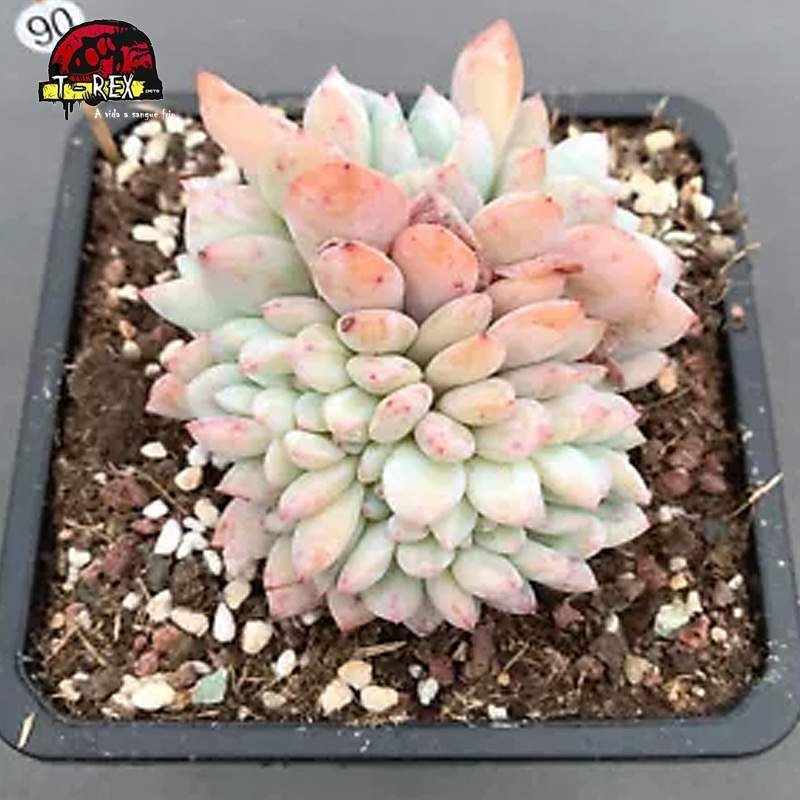Muda de Planta Suculenta Monroe - Beleza Única e Encanto Moderno para o ...