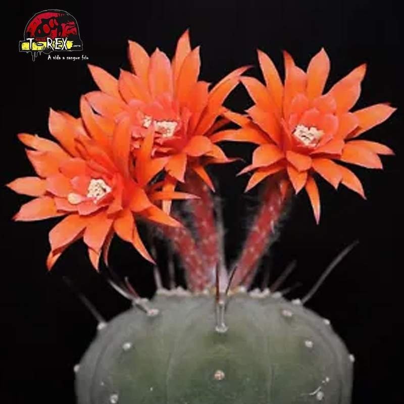 Muda de Planta Cacto Matucana - Beleza e Exuberância no Seu Jardim