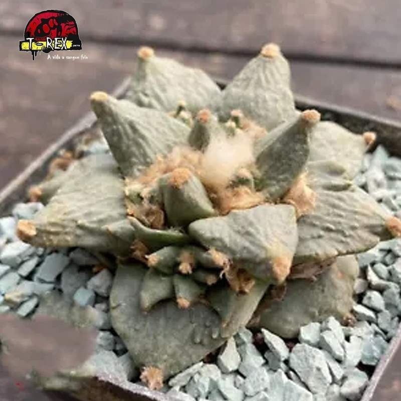 Muda de Suculenta Lemon - Toque Cítrico de Beleza e Frescor!