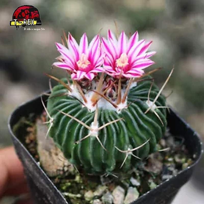 Muda de Planta Cacto Stenocactus - Elegância e Originalidade para seu ...