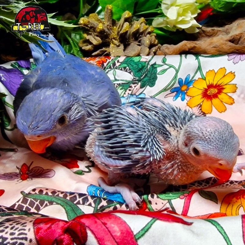 Ring Neck à Venda - Encontre o Seu Companheiro Perfeito