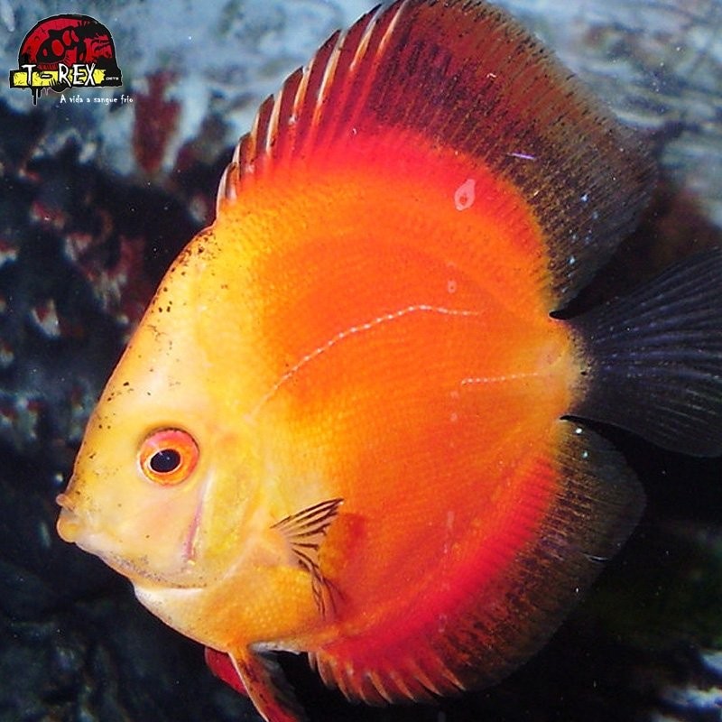 Peixe Disco Super Red Marlboro